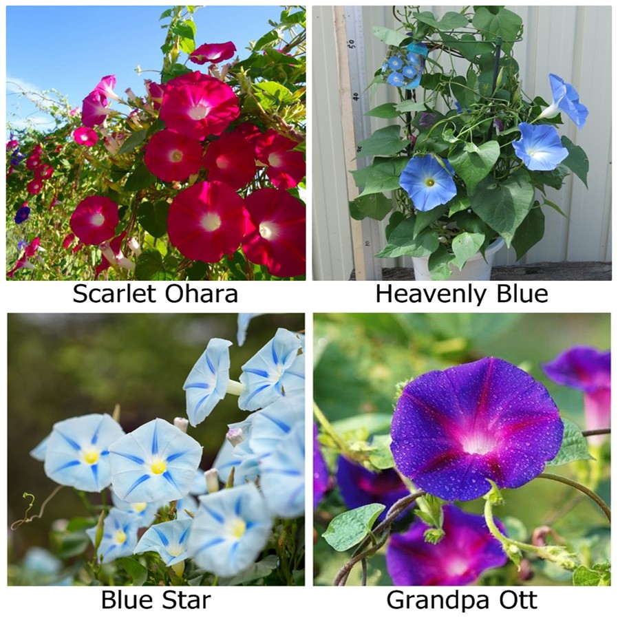 Jual Paket Hemat Benih Biji Bunga Morning Glory Tanaman Merambat Mudah ...