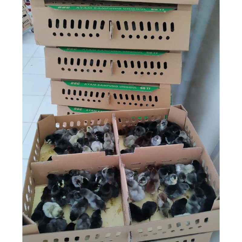 Jual DOC AYAM KAMPUNG UNGGUL KUB | Shopee Indonesia