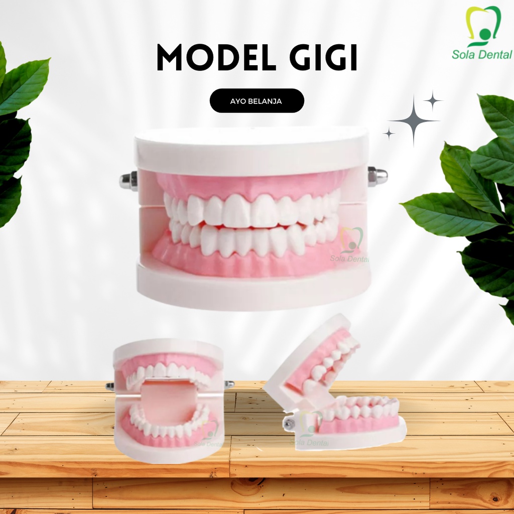 Jual Model Gigi Penyuluhan / Dental study model gigi studi edukasi ...