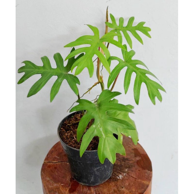 Jual philodendron mayoi - tanaman hias hidup - Philo mayoi - tanaman ...