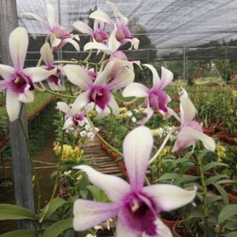 Jual Promo Anggrek Dendrobium Caesar x Burana Charming | Shopee Indonesia