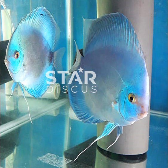 Jual Discus Blue Diamond mulai ukuran 1 cm | Shopee Indonesia