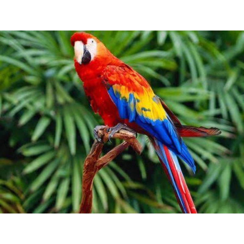 Jual Burung-Burung Terlengkap & Harga Terbaru Maret 2023 | Shopee Indonesia