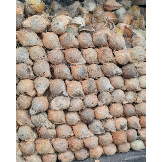 Jual kelapa tua utuh ada kulit dan batok 1 butir | Shopee Indonesia