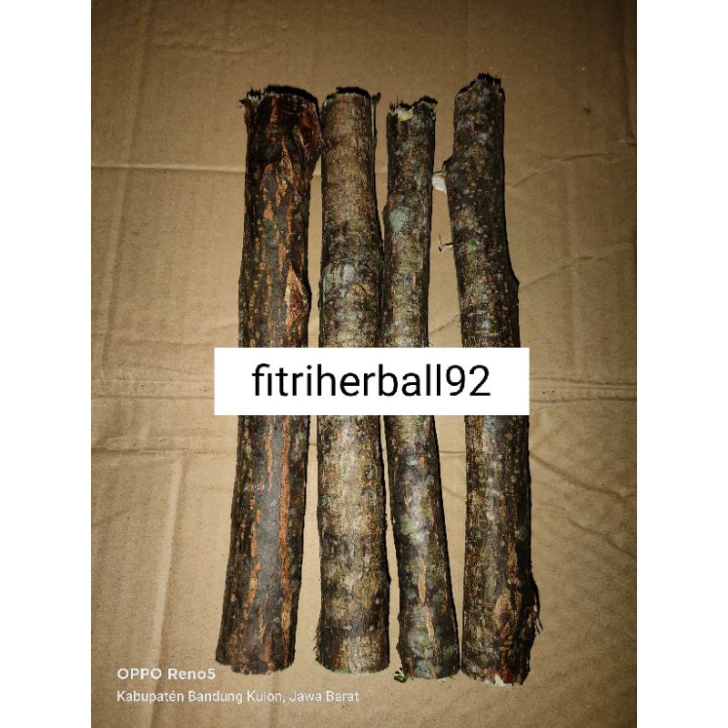 Jual Batang pohon Mindi mimba segar 1 kg | Shopee Indonesia