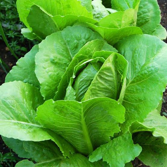 Jual (Isi 100) BENIH SELADA ROMAIN GREEN ROMAINE LETTUCE - sayur hidroponik repack Known You ...
