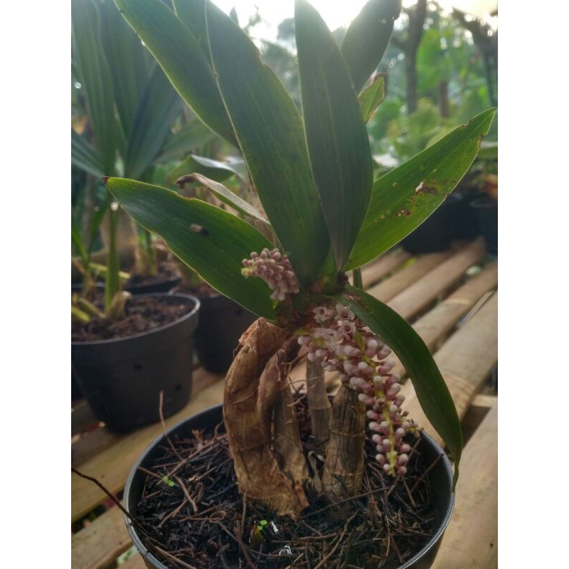 Jual Eria bogoriensis | Shopee Indonesia