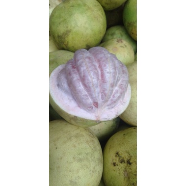 Jual Jeruk besar Bali minim order 2 buah @ satuan | Shopee Indonesia