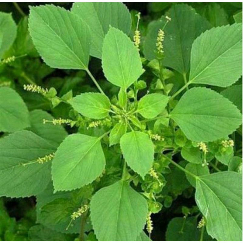 Jual Daun Anting Anting Segar 1 Kg / Tanaman Catnip / tanaman kucing ...