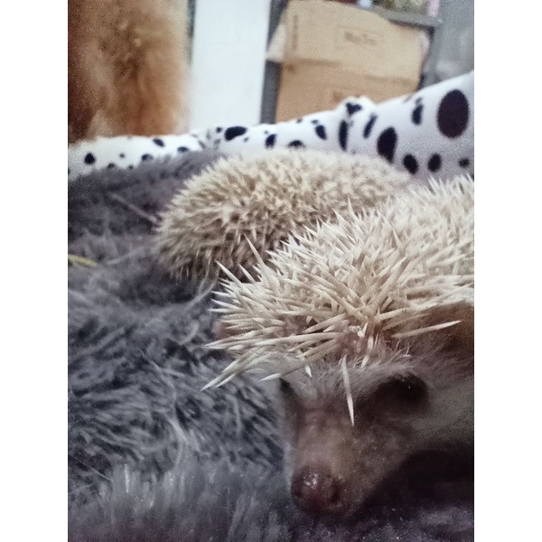 Jual Landak Mini Lucu (indukan) | Shopee Indonesia