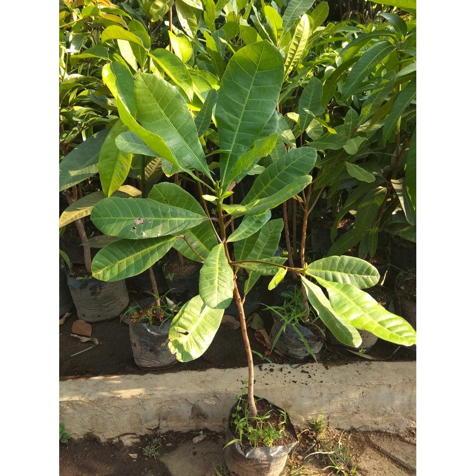 Jual Bibit pohon jambu monyet (jambu mede) | Shopee Indonesia