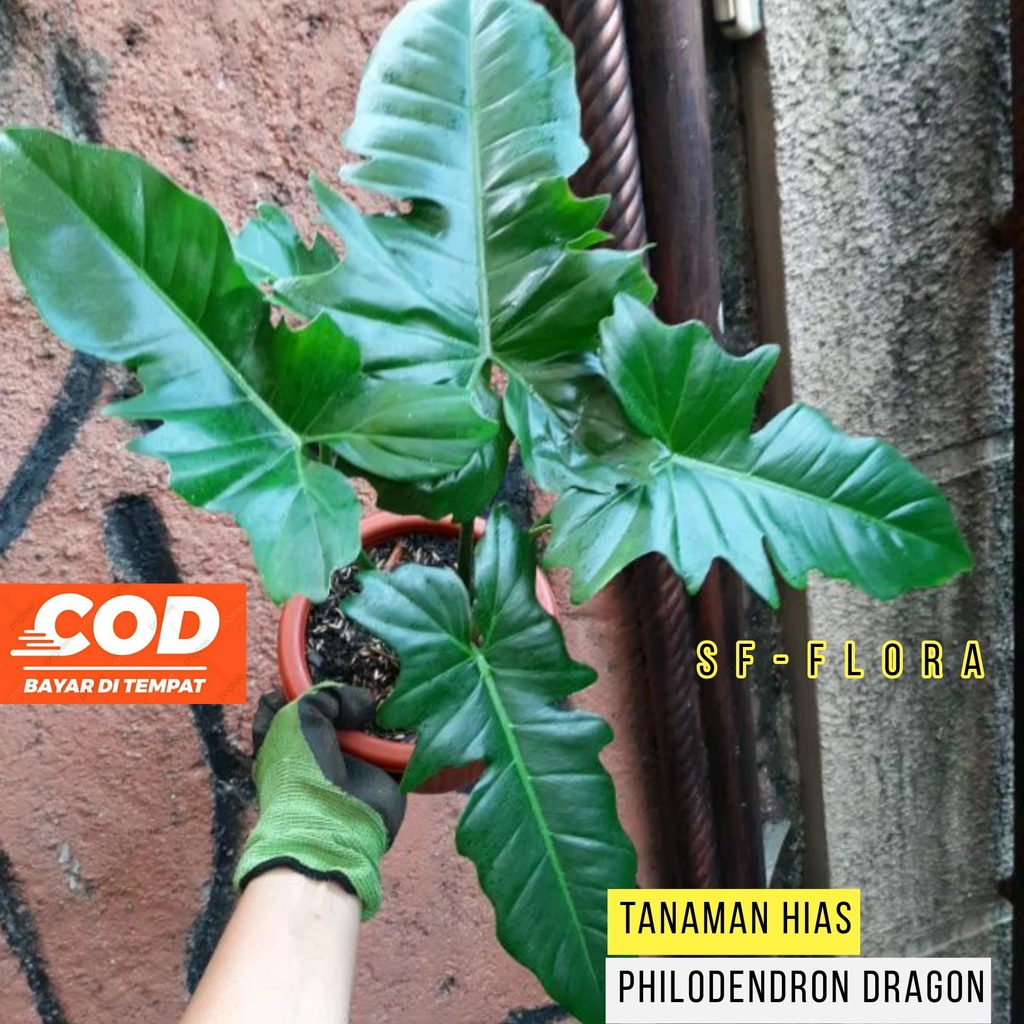 Jual Philodendron dragon size remaja tanaman hias philo dragon | Shopee ...