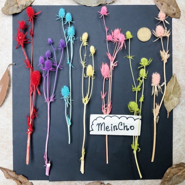 Jual (2-6 tangkai) Bunga Kering SEA HOLY Dried Flower Import Aesthetic ...