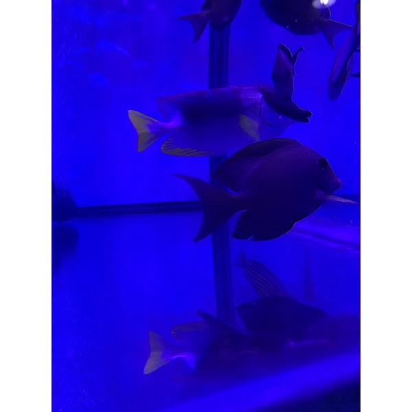 Jual Ikan hias air laut Botana Cokelat Coklat | Shopee Indonesia