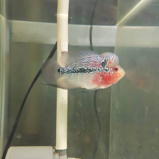 Jual Ikan Louhan/lohan SRD kualitas super bomb head ukuran 12 cm ...