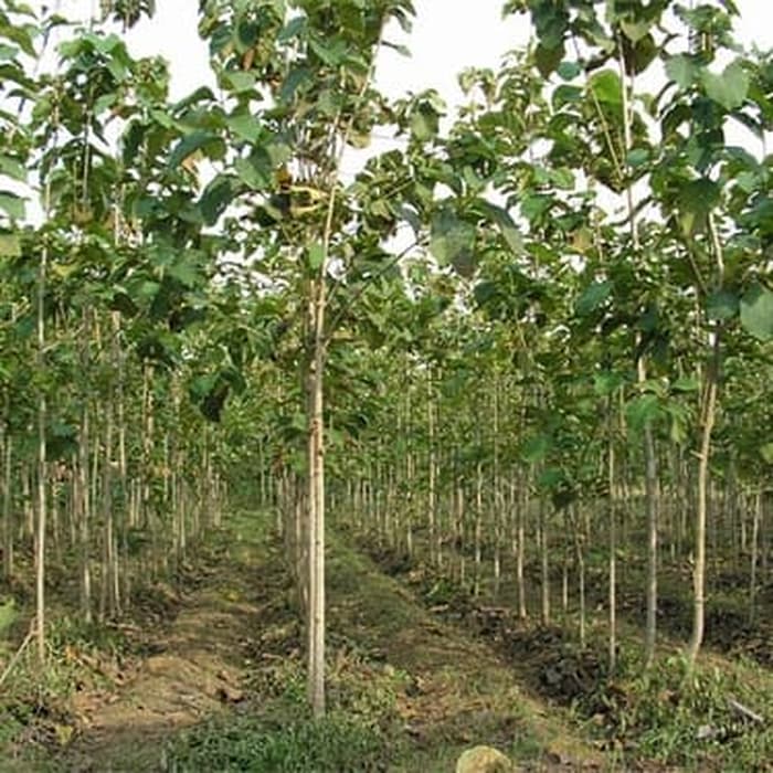 Jual pohon jati super paket 10 bibit berkualitas | Shopee Indonesia