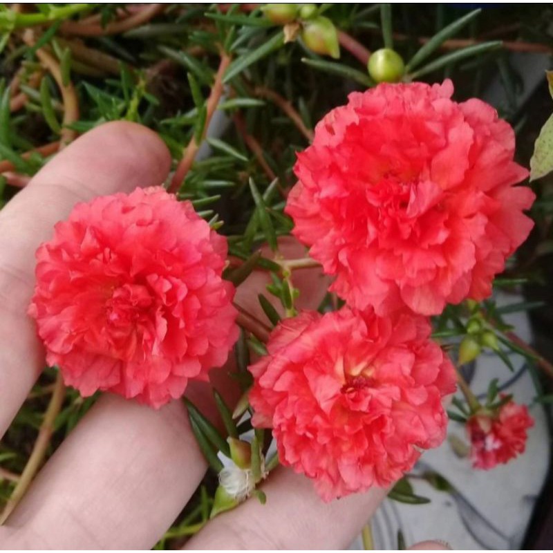 Jual tanaman hias bunga sutra bombay merah bunga tumpuk | Shopee Indonesia