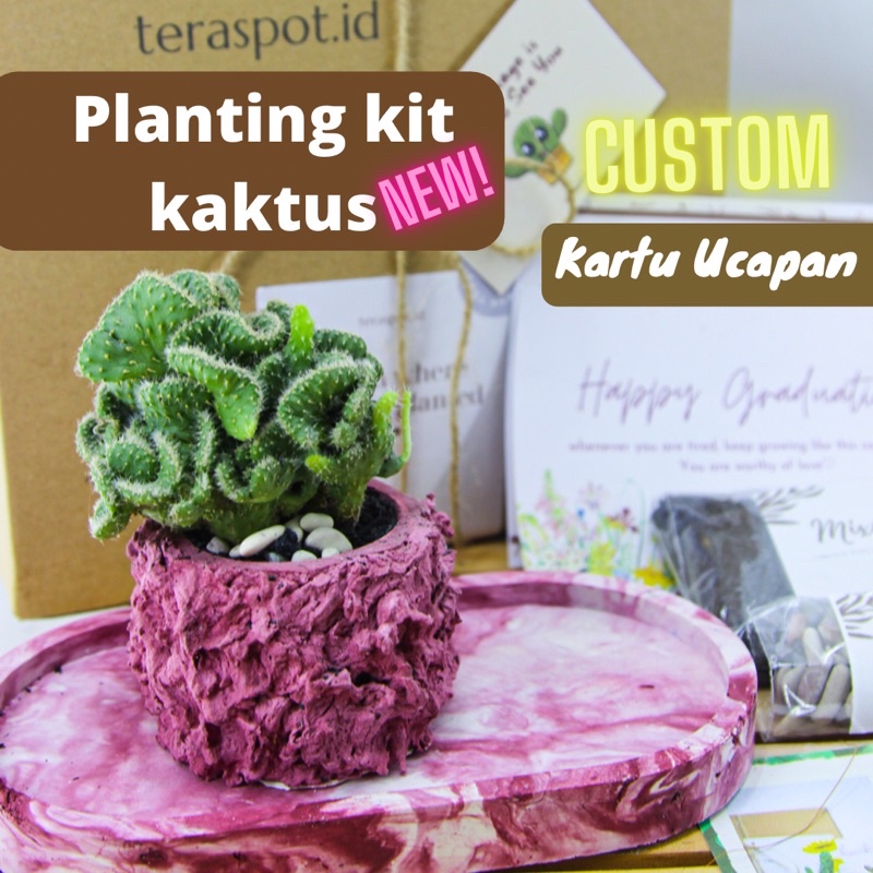 Jual Paket Menanam Kaktus / Planting Kit - Hiasan - Hadiah - Hampers ...