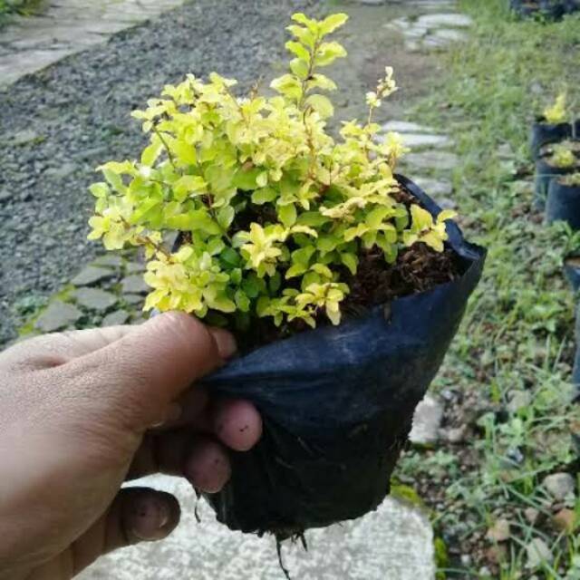 Jual Tanaman hias legistrum Kuning / bibit bonsai pohon legistrum ...
