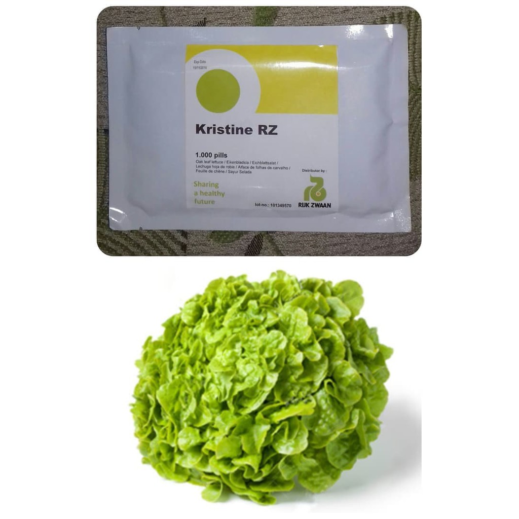 Jual Benih Kristine RZ Green Oak Lettuce Kristine Rijk Zwaan (1000 ...