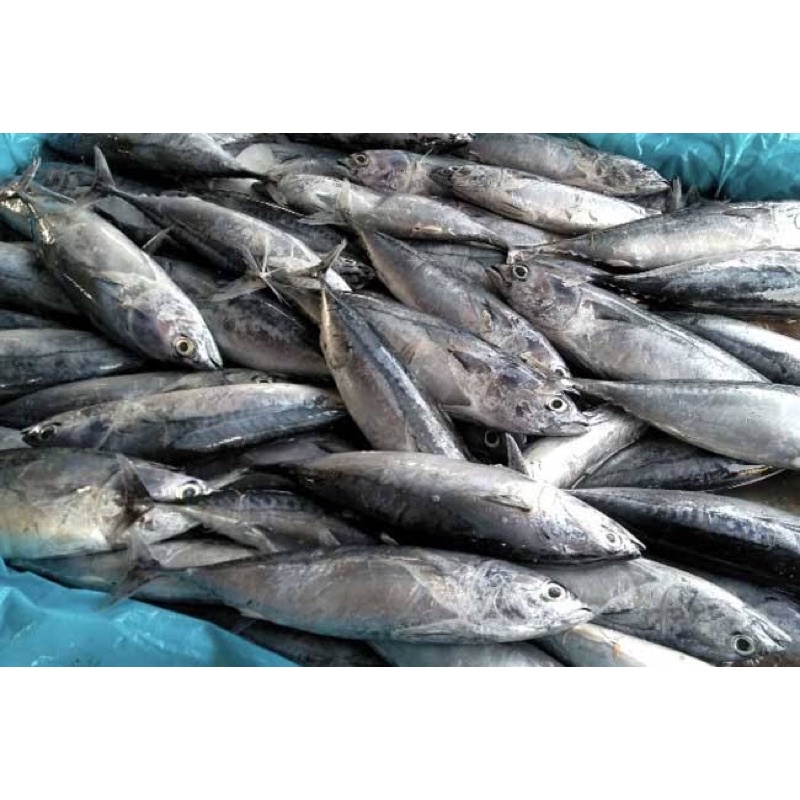 Jual Ikan tongkol segar (Ikan Fresh) | Shopee Indonesia