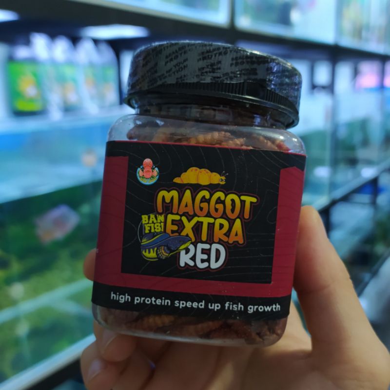 Jual MAGGOT EXTRA RED 30gram - BANG FISH X FAJAR ARIEF PAKAN IKAN ...
