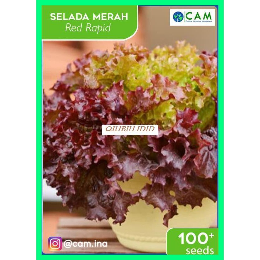 Jual -BENIH-BIBIT-TANAMAN- BENIH / BIJI SELADA MERAH RED RAPID REPACK - BERKUALITAS - 100+ SEEDS ...