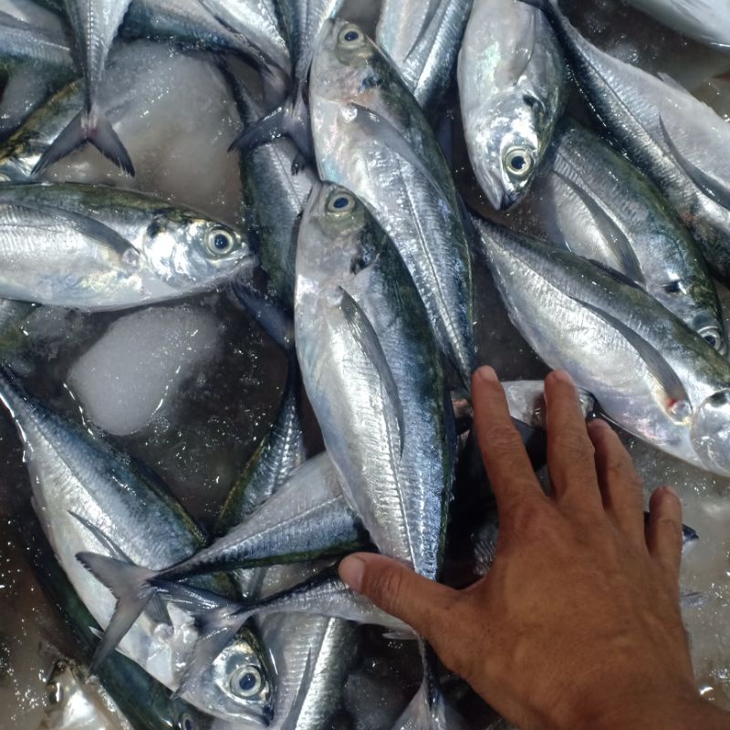 Jual Ikan Tengkek size 4-5 1kg | Shopee Indonesia