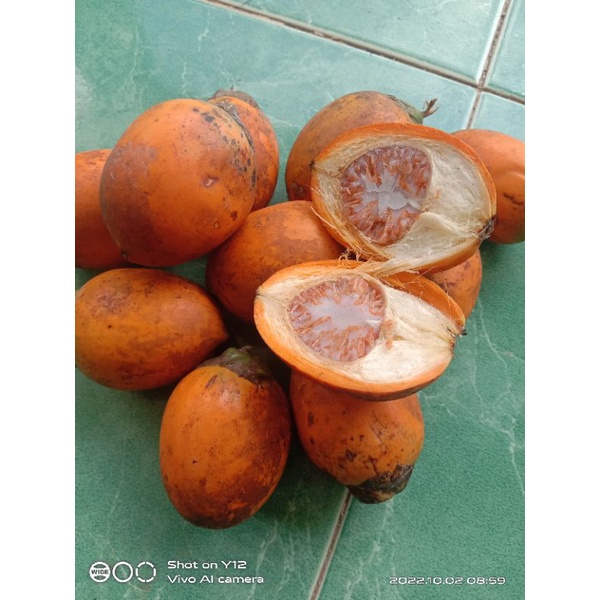 Jual Buah pinang kuning atau buah pinang tua per 1 kg | Shopee Indonesia