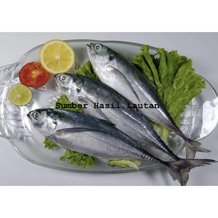 Jual Ikan Tengkek Frozen 1kg | Shopee Indonesia