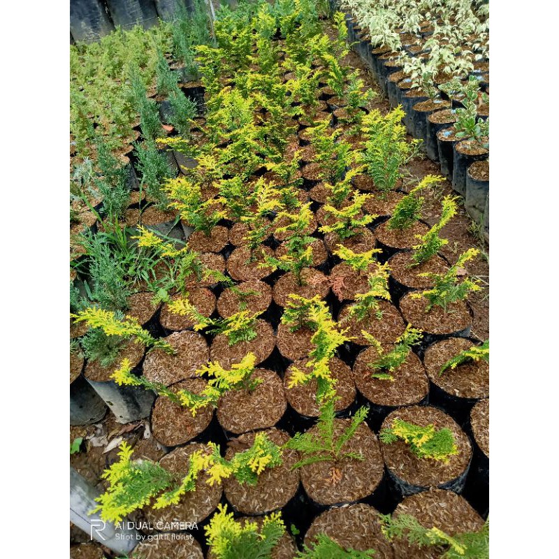 Jual Cemara kinoki emas | Shopee Indonesia