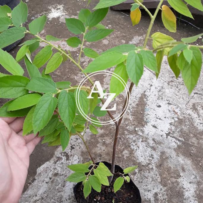 Jual POHON SERI KERSEN BIBIT POHON CERI CERY CERRY TANAMAN BUAH LARIS ...