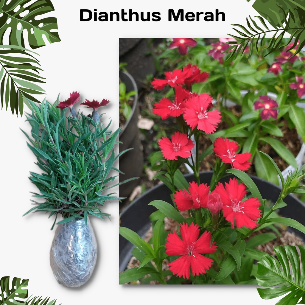 Jual Tanaman Bunga Dianthus Merah / Anyelir Merah (Berbunga) - Tanaman ...