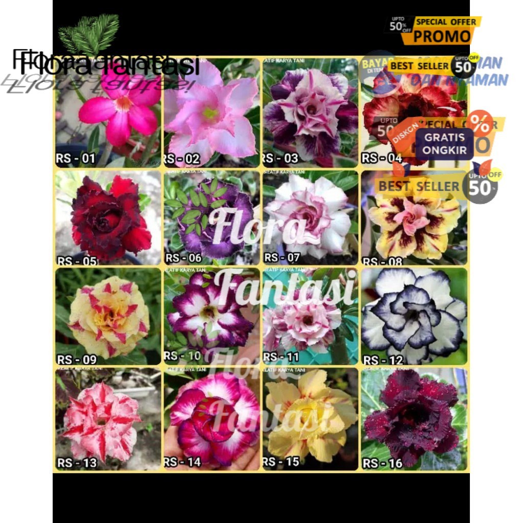 Jual Paket 15 Adenium Kamboja Bunga Tumpuk Bonggol Besar Adenium Jepang