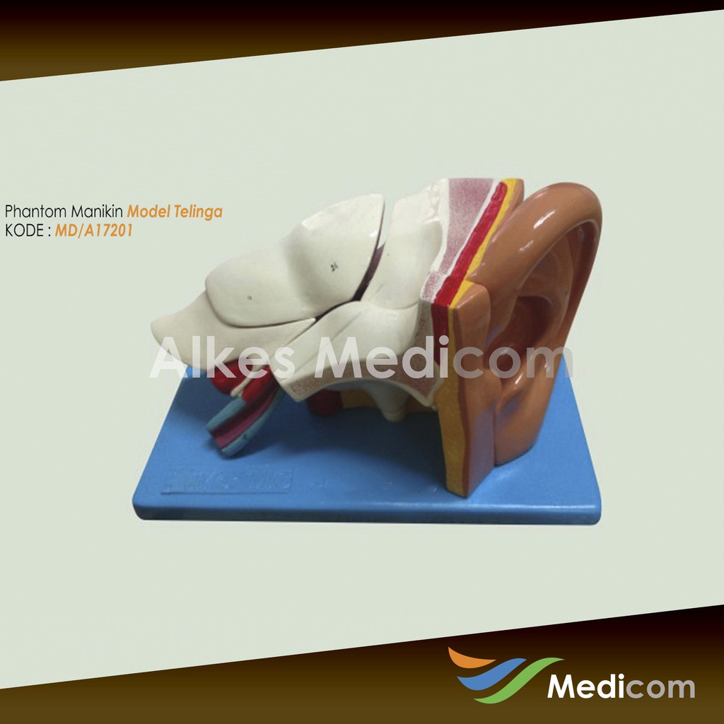 Jual Manekin Model Telinga Kualitas Super | Manikin Phantom Ear Anatomy ...
