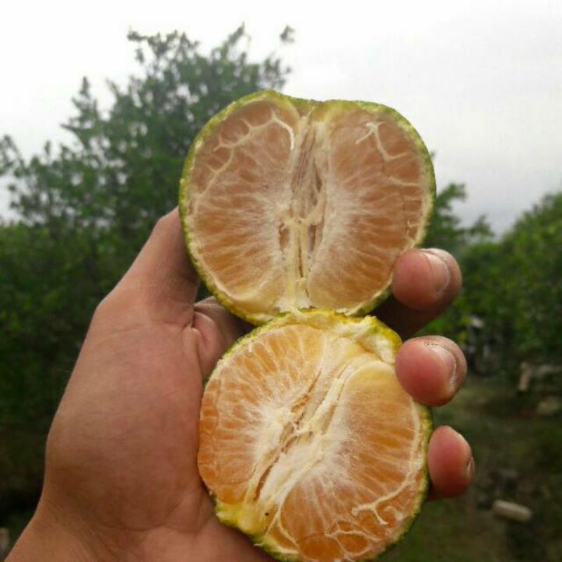 Jual Jeruk Manis Fresh 1kg Jeruk fresh segar petik dari kebun langsung ...