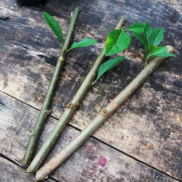 Jual 10btg Bibit stek daun afrika Tanaman Obat | Shopee Indonesia