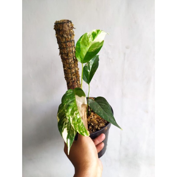 Jual Tanaman Hias Epipremnum Pinnatum / Monstera Ekor Naga Albo ...