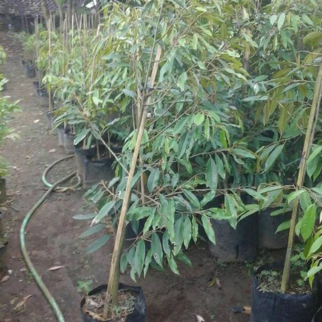 Jual Paket cemerlang 3 bibit durian (jenis milih sendiri) | Shopee Indonesia