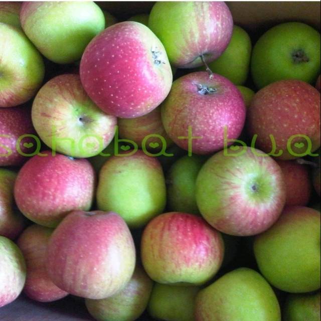 Jual BUAH APEL MALANG APEL OBAT FRESH 1KG | Shopee Indonesia