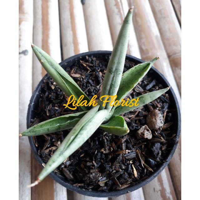 Jual Sansivera mini boncel silver | Shopee Indonesia