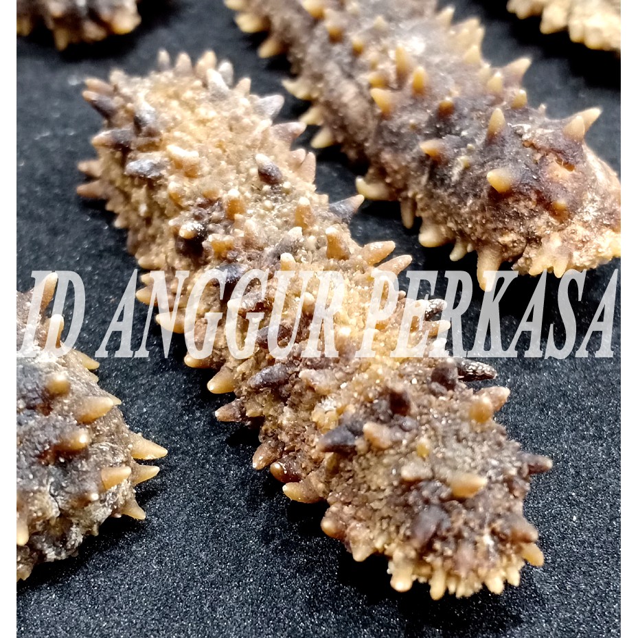 Jual 500GR TERIPANG DURI / GAMAT DURI / HAISOM DURI - KUALITAS PREMIUM ...