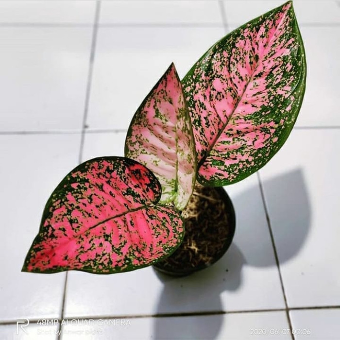 Jual Tanaman hias ruby pink - Bunga Aglonema - Aglaonema -tanaman hidup ...