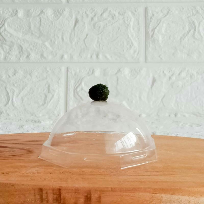 Jual Bongkahan Marimo Moss Ball Alga Jepang Satuan Ukuran +- 1.2cm (2 ...