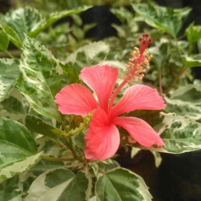 Jual Tanaman hias bunga sepatu varigata - pohon bunga sepatu | Shopee ...