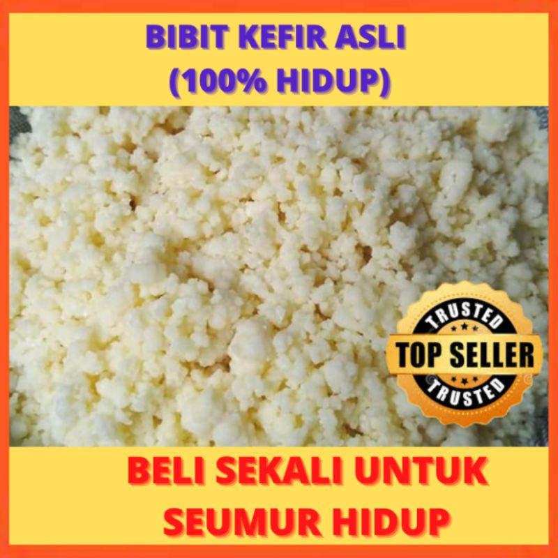 Jual [ JAMINAN ASLI ] BIBIT KEFIR GRAINS GRADE A - SUPER SEHAT ...