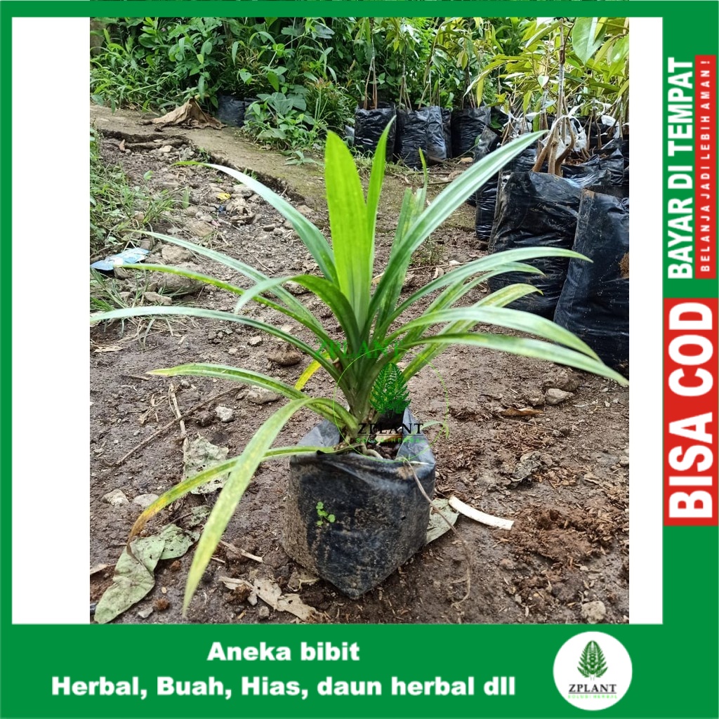 Jual Tanaman Pandan Wangi Bibit Pandan Wangi Pohon Pandan Wangi Daun ...