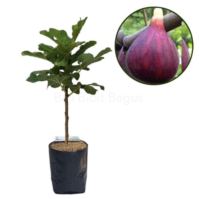 Jual Bibit Cangkok Pohon Buah Fig Tin Ara Jenis Red Libya | Shopee ...