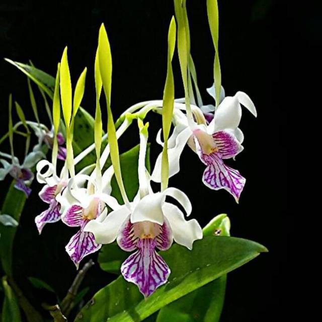 Jual SEEDLING anggrek dendro dendrobium stratiotes | Shopee Indonesia