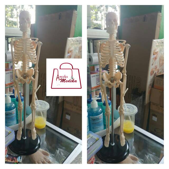 Jual PHANTOM / MANEKIN / MANIKIN KERANGKA MANUSIA MINI | Shopee Indonesia